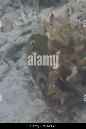 Floral Maori Wrasse (Cheilinus chlorourus Stock Photo - Alamy