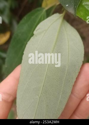 False Stinger (Pipturus argenteus Stock Photo - Alamy