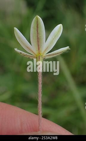 (Hypoxis parvula albiflora Stock Photo - Alamy