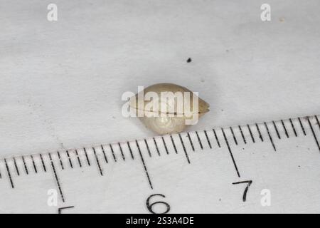 Lake Fingernailclam (Musculium lacustre Stock Photo - Alamy