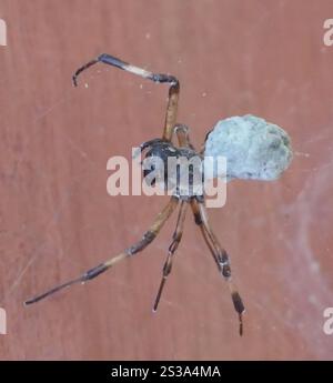 Asian Hermit Spider (Nephilengys malabarensis), Arachnida, Tanakita 5 ...