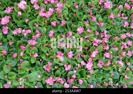 Field of red begonia flowers Stock Photo - Alamy