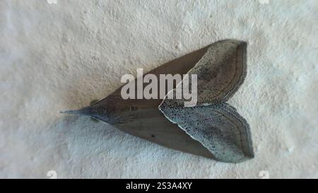 Brown Triangle Snout (Hypena lividalis), Insecta, Santo Antão, Cape ...