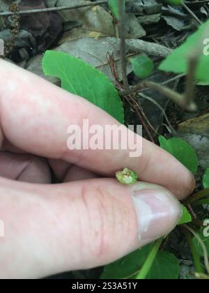 primrose-leaved violet (Viola primulifolia Stock Photo - Alamy