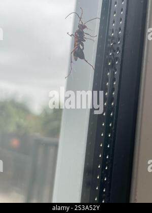Golden Hunting Wasp (Sphictostethus nitidus), Insecta, Ōwhango 3989 ...