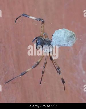Asian Hermit Spider (Nephilengys malabarensis Stock Photo - Alamy