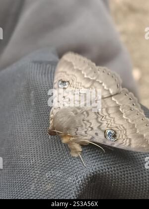 Northern Wattle Moth (Dasypodia cymatodes Stock Photo - Alamy