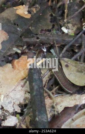 Adorned Graceful Brown Snake (Rhadinaea decorata), Costa Rica Stock ...
