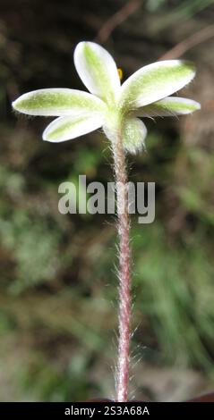 (Hypoxis parvula albiflora Stock Photo - Alamy