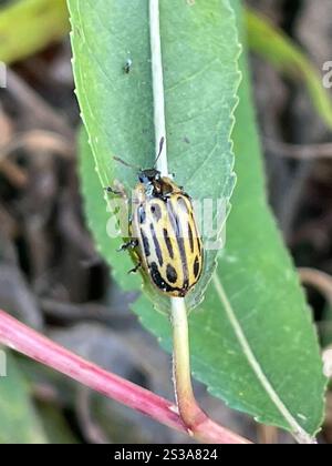 Cottonwood Leaf Beetle (Chrysomela scripta Stock Photo - Alamy