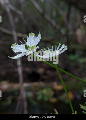 bigleaf grass-of-parnassus (Parnassia grandifolia), Plantae, Lewis ...