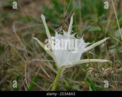One Day Lily (Pancratium tenuifolium), Plantae, Erongo Region, Namibia ...