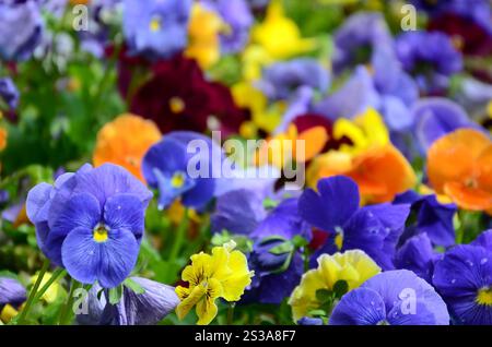 Multicolor pansy flowers or pansies as background or card. Field of ...