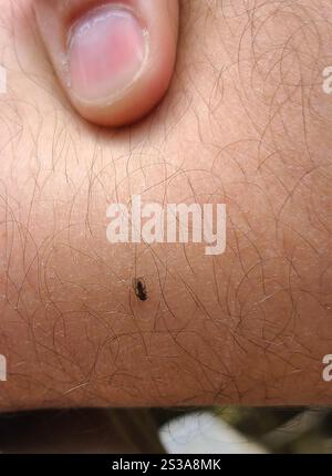 New Zealand Black Fly (Austrosimulium australense Stock Photo - Alamy