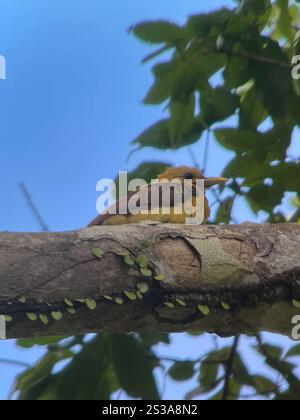 Cream-colored woodpecker (Celeus flavus peruvianus) in the Peruvian ...