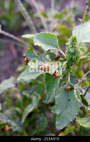 The Colorado potato beetle larvae feeding on green plants close up ...