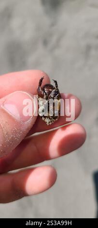 Large Sand Scarab (Pericoptus truncatus Stock Photo - Alamy