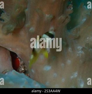 Blackbanded Damsel (Amblypomacentrus breviceps Stock Photo - Alamy