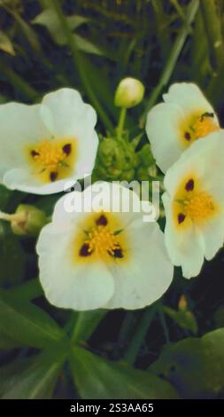 Aztec arrowhead (Sagittaria montevidensis Stock Photo - Alamy