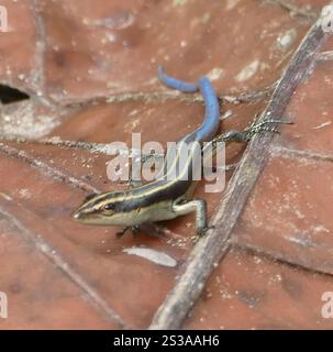 Pacific Bluetail Skink (Emoia caeruleocauda Stock Photo - Alamy