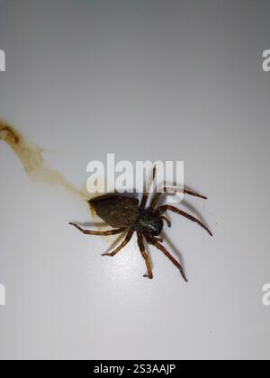 Grey House Spider (Badumna longinqua Stock Photo - Alamy