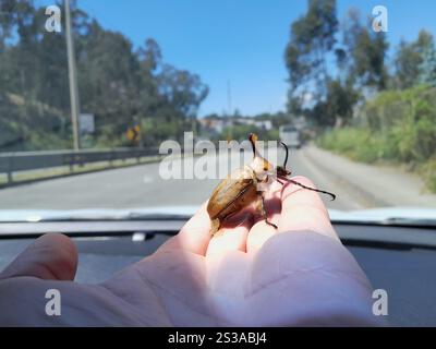 Caliper beetle (Golofa porteri Stock Photo - Alamy