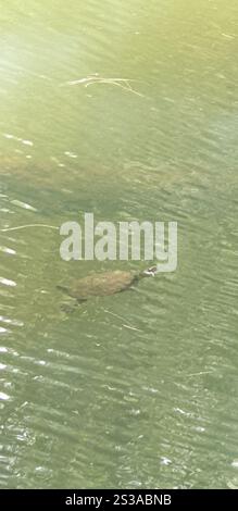 Eastern Saw-shelled Turtle (Myuchelys latisternum Stock Photo - Alamy