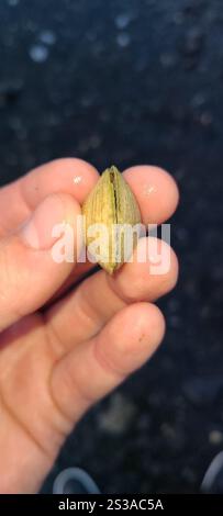 New Zealand Cockle (Austrovenus stutchburyi Stock Photo - Alamy