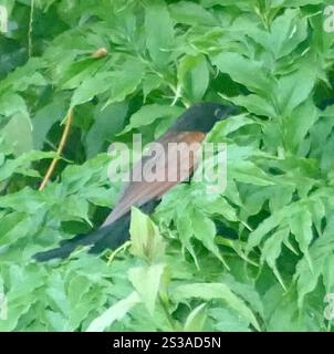 Lesser Coucal (Centropus bengalensis Stock Photo - Alamy