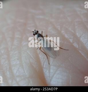 Small Grass Fly (Lonchoptera bifurcata), Insecta, Melbourne VIC ...