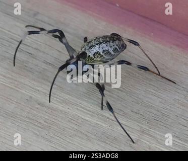 Asian Hermit Spider (Nephilengys malabarensis), Arachnida, Tanakita 5 ...