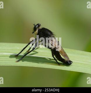 Giant Robber Flies (Promachus Stock Photo - Alamy