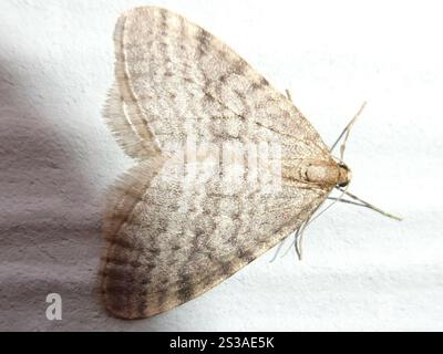 Bruce Spanworm Moth (Operophtera bruceata Stock Photo - Alamy