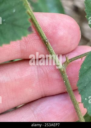 sand blackberry (Rubus cuneifolius Stock Photo - Alamy