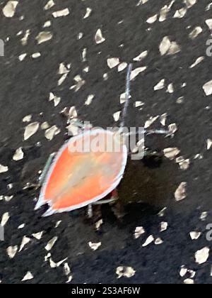 Lychee Stink Bug. Lyramorpha rosea. Also known as Litchi Stink Bug ...