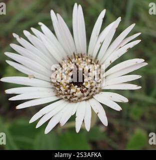 Butter Gerbera (Gerbera ambigua Stock Photo - Alamy