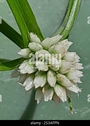 soft sedge (Cyperus dubius Stock Photo - Alamy