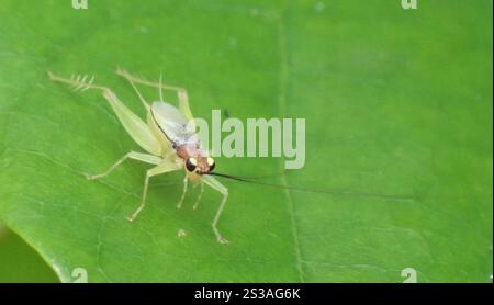Trigs and Sword-tailed Crickets (Trigonidiinae Stock Photo - Alamy