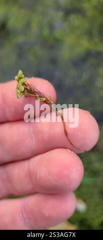 Red Azolla (Azolla rubra Stock Photo - Alamy