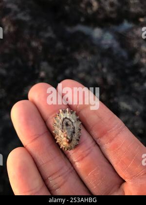 True Limpets (Patellogastropoda Stock Photo - Alamy