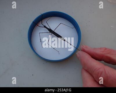 Brown Waterscorpion (Ranatra fusca Stock Photo - Alamy