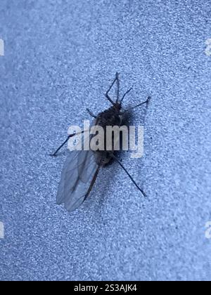 Giant Willow Aphid (Tuberolachnus salignus Stock Photo - Alamy