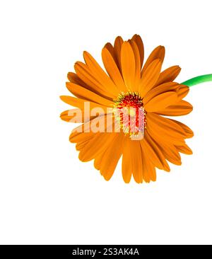 ladybug on yellow flower isolated white background Stock Photo - Alamy