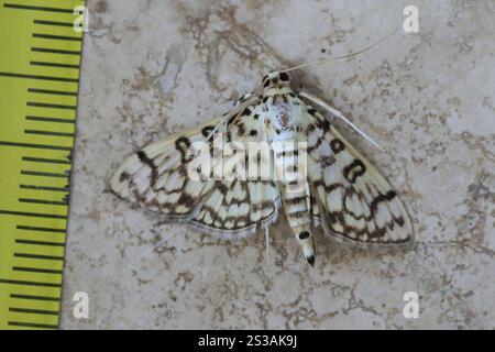 Cotton leaf roller (Haritalodes derogata) caterpillar in rolled cotton ...