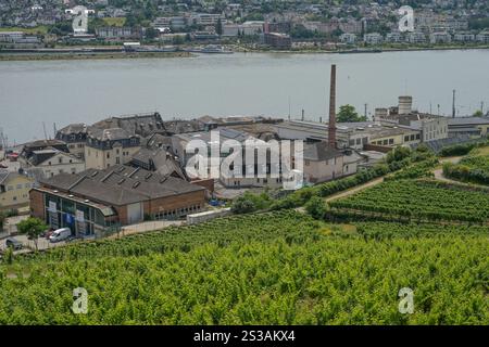 Weinberge, Rhein, Weinbrennerei Asbach Uralt, Rüdesheim, Hessen ...