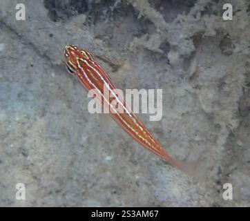 Red-striped Cardinalfish (Ostorhinchus margaritophorus Stock Photo - Alamy