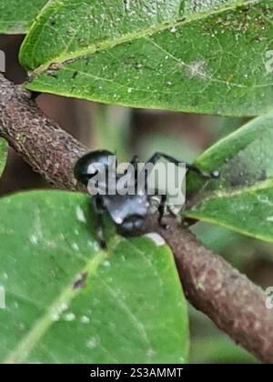Giant Turtle Ants (Cephalotes atratus Stock Photo - Alamy