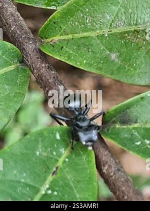 Giant Turtle Ants (Cephalotes atratus Stock Photo - Alamy