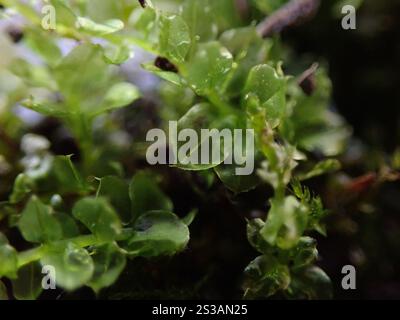 Wavy-leaf Moss (Plagiomnium ciliare Stock Photo - Alamy