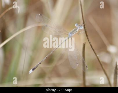 Pallid Spreadwing (Lestes pallidus Stock Photo - Alamy